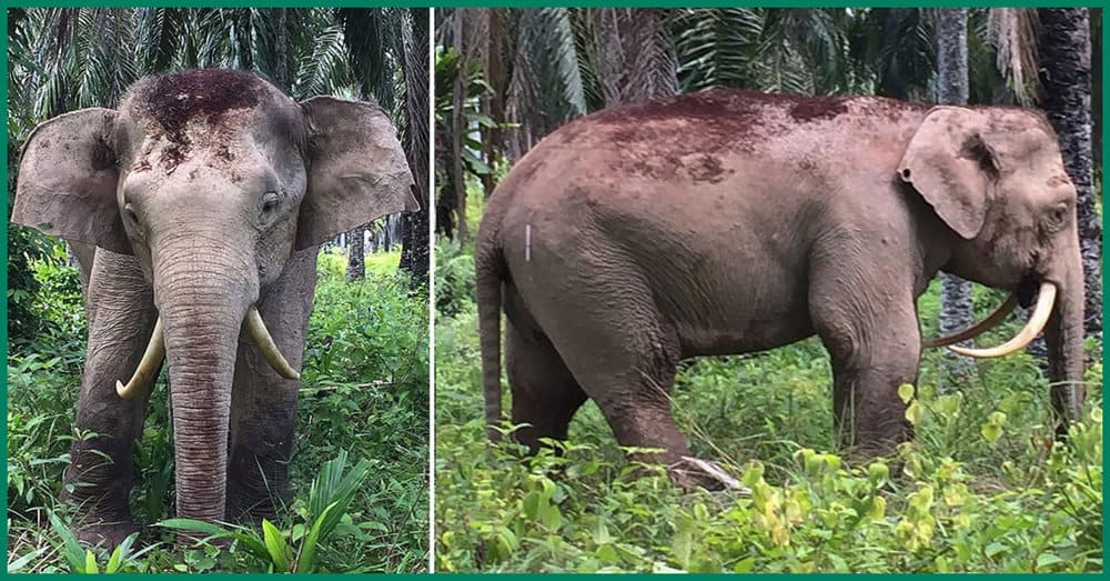 An Elephant, "Sabre-tooth," Is Discovered In Malaysia With Its Tusks ...