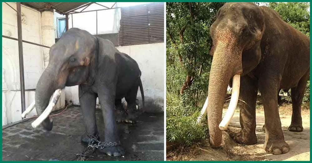 Freed From Decades Of Darkness, Elephant Suraj Can't Stop Smiling