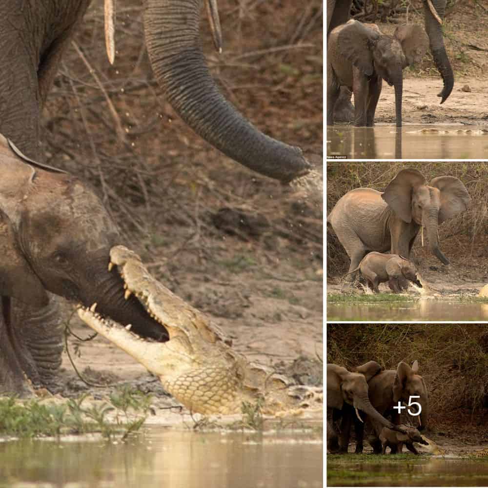 He'll never forget that! Baby elephant has a lucky escape when a ...