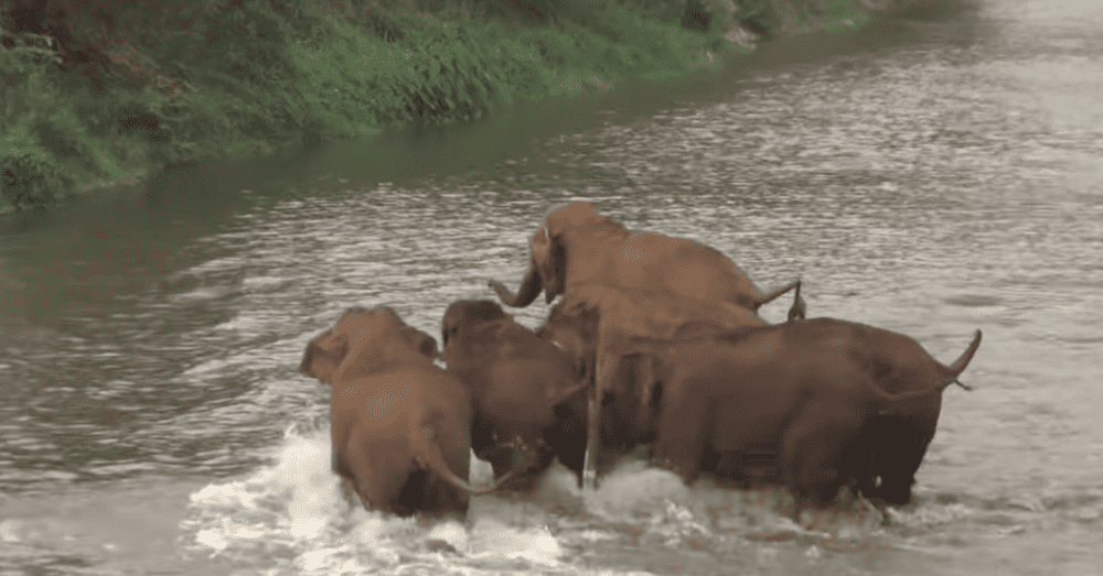 Incredible Moment Elephants Run To Find A Missing Member Of Their Herd