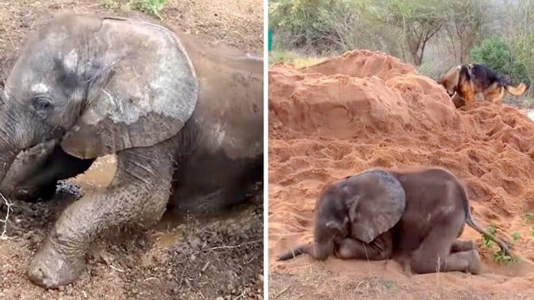 Video A baby elephant was rejected by the herd, becomes a new best ...