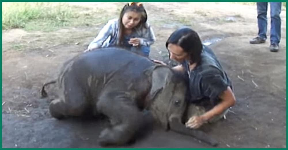 Watch This Adorable Baby Elephant Cuddle a Muddy Tourist for a ...