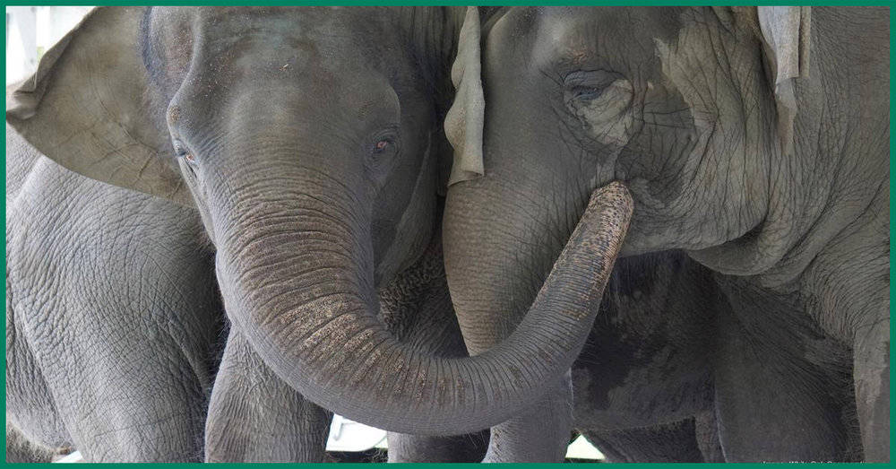 35 Ringling Bros Circus Elephants Find Freedom In Breathtaking Florida ...