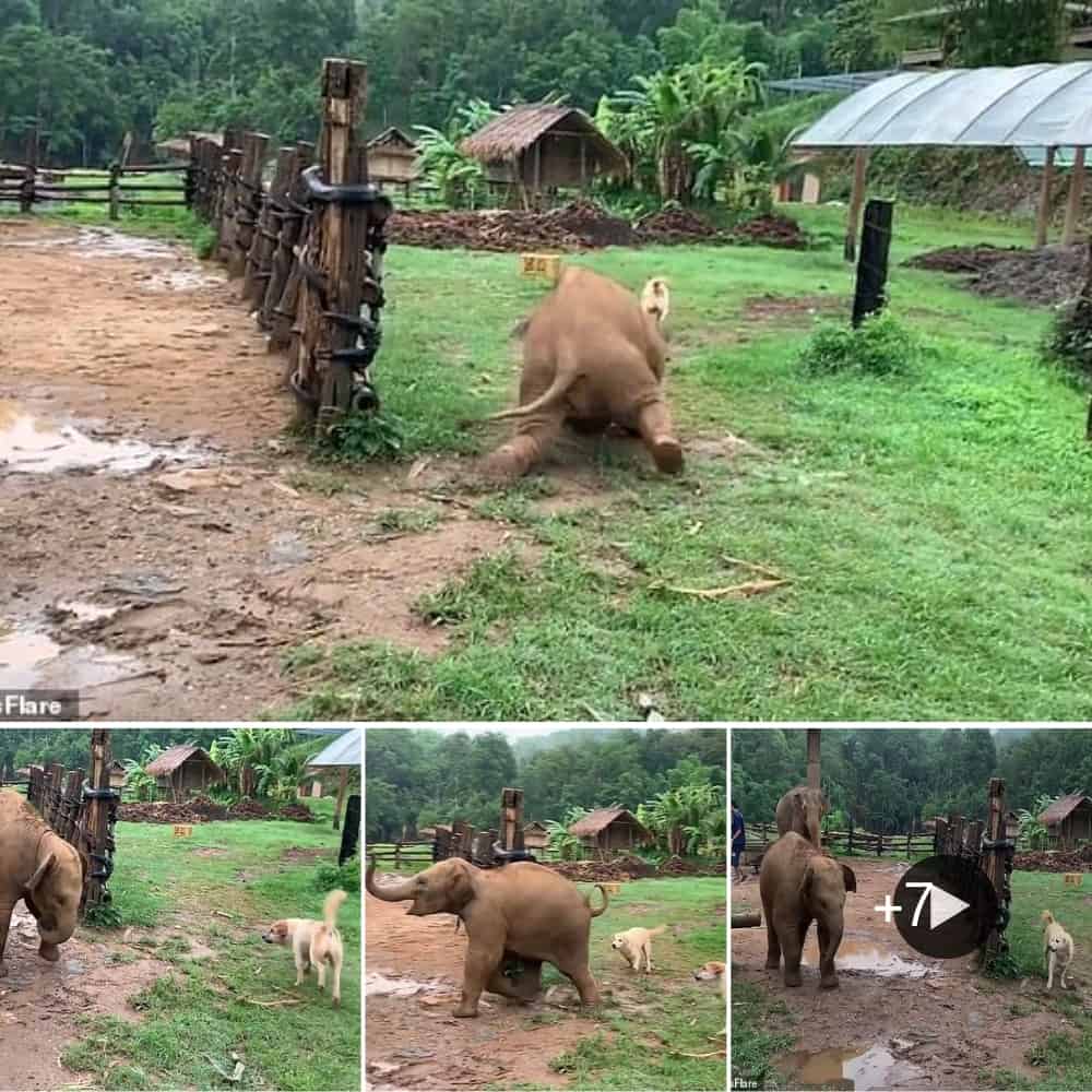 Adorable Video Shows Baby Elephant's Hilarious Fall While Playing with ...