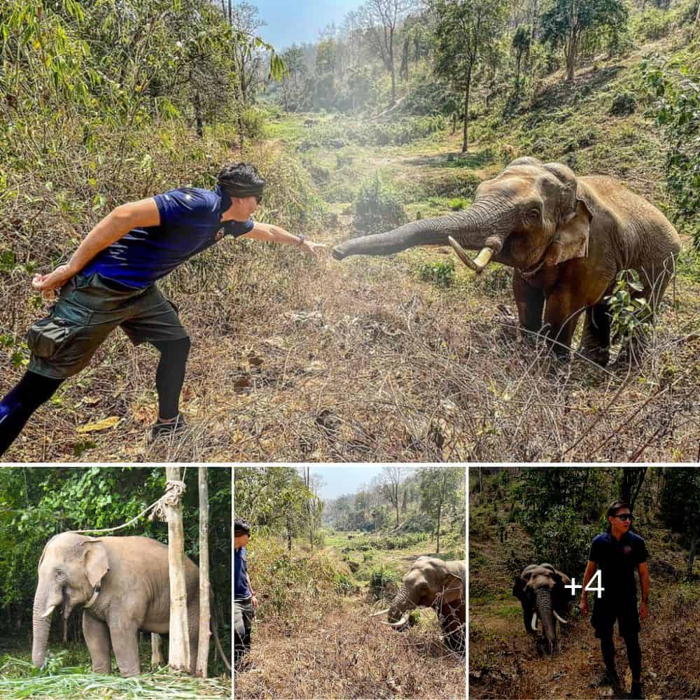 Touching Reunion: Elephant Remembers Vet Who Saved Him 12 Years Ago in ...