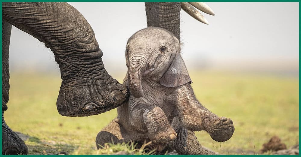 Baby Elephant Gets A Helping Hand After Taking A Tumble