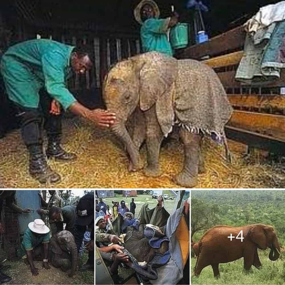 Baby Elephant Rescued 15 Years Ago Becomes a Mother