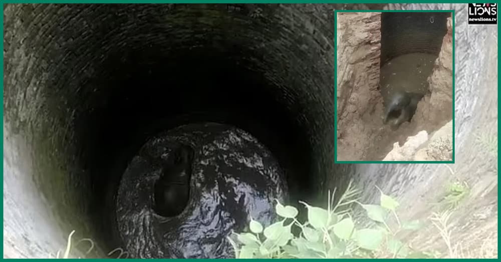 Baby Elephant Rescued From 30ft Deep Well In India - Celebrates With A ...