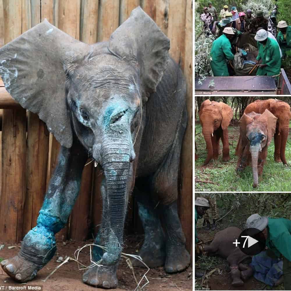 Baby Elephant's Miraculous Recovery After Poacher Attack: How a Team of ...