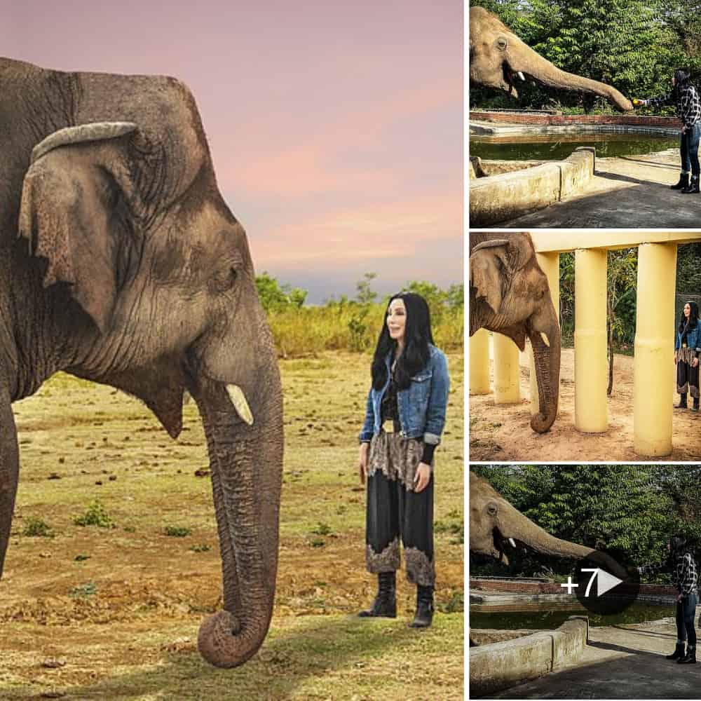 Cher's Heartwarming Encounter with Rescued Elephant Kaavan: See Their ...