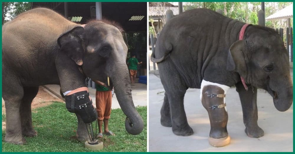 Compassionate Surgeon Builds First-Ever Prosthetic Leg For Elephant ...