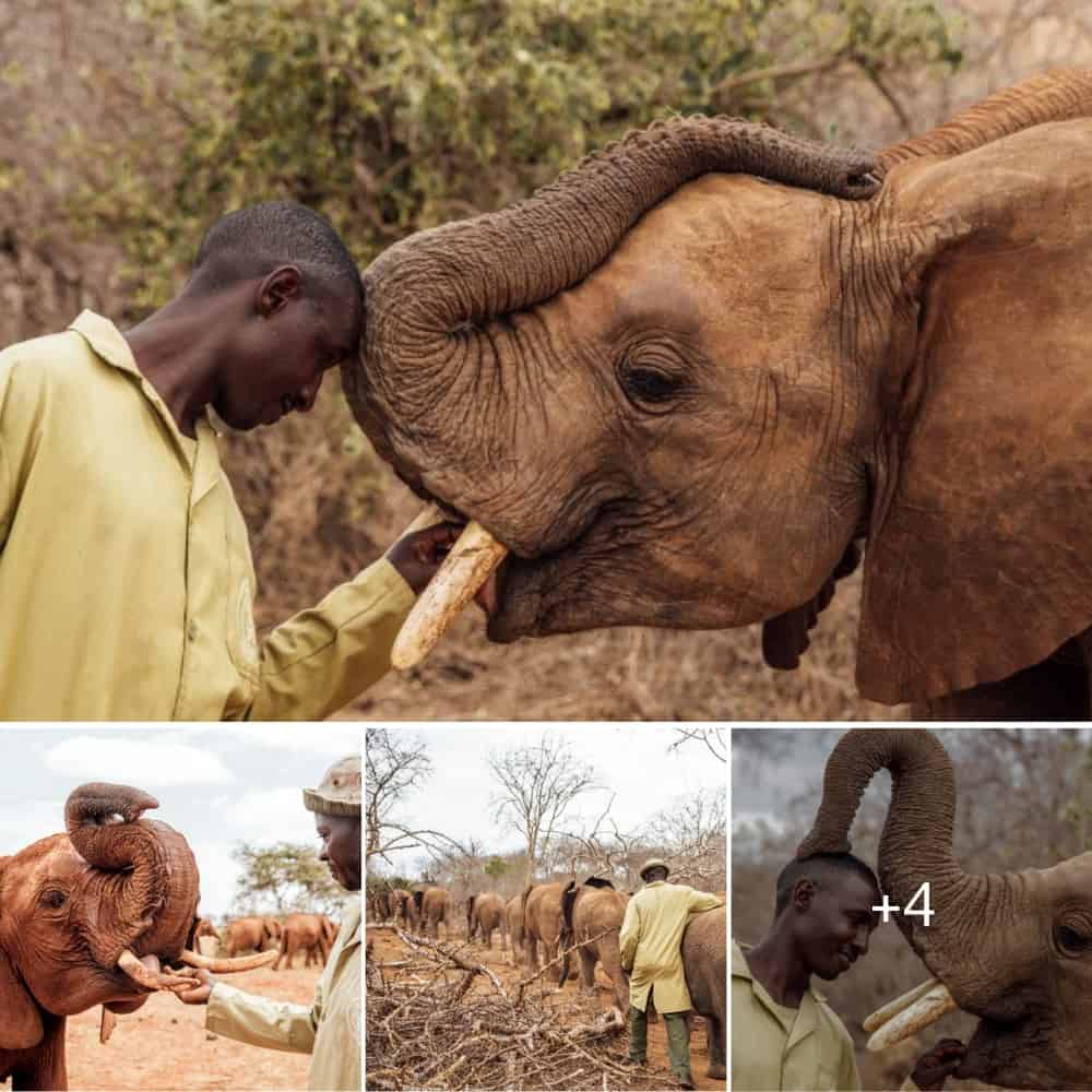 Discover the Inspiring Connection Between Orphaned Elephants and Their ...