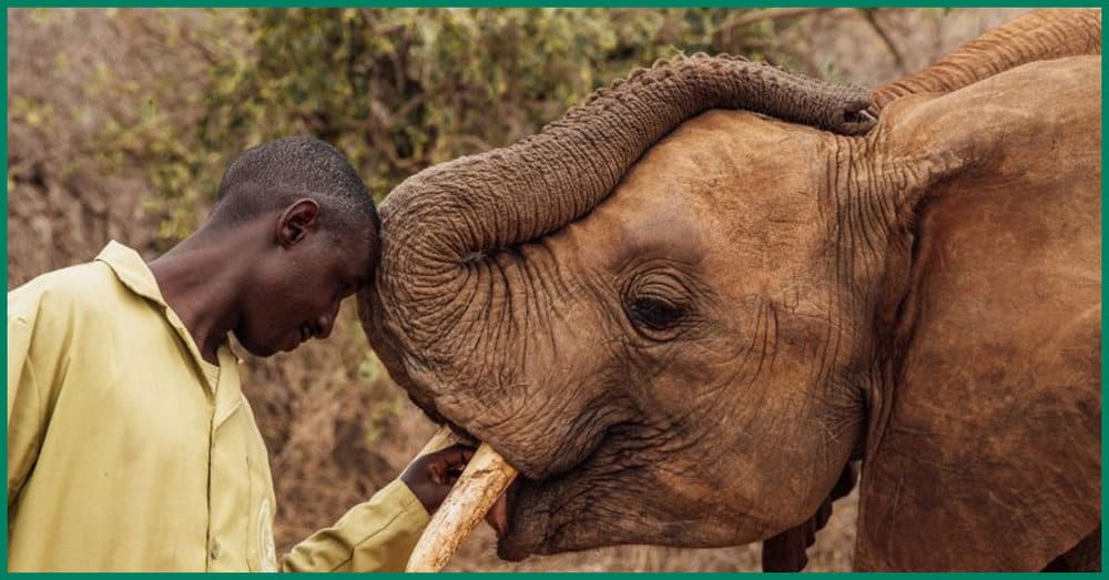 Discover The Inspiring Connection Between Orphaned Elephants And Their ...