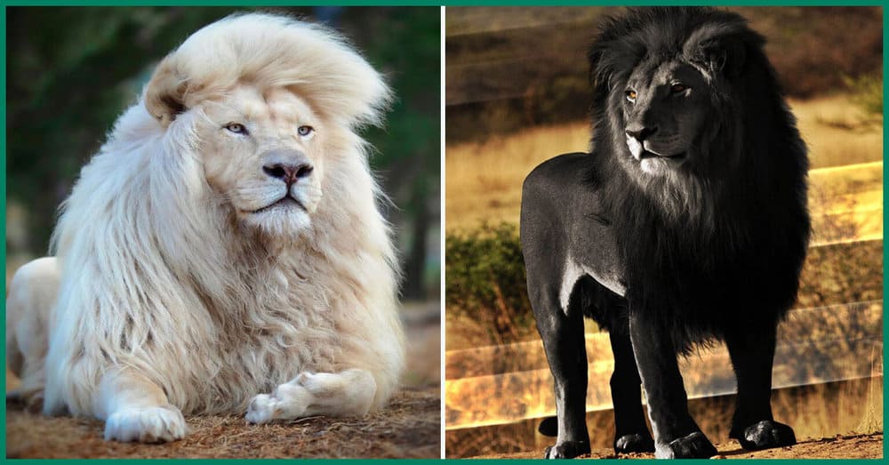 Discover The World's Rarest And Most Fascinating Lion Species