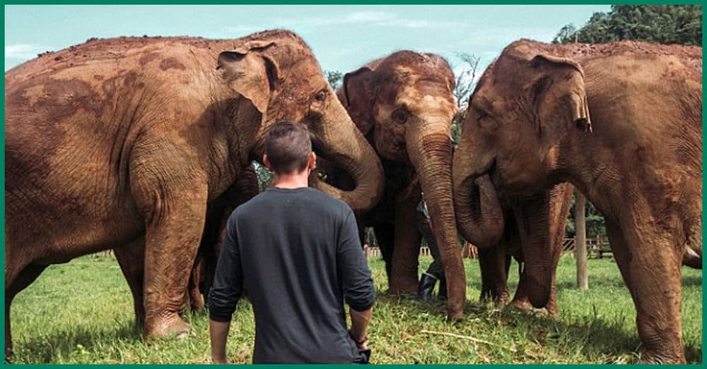 Elephants Finally Freed After 80 Years Of Captivity In Thailand: A New ...