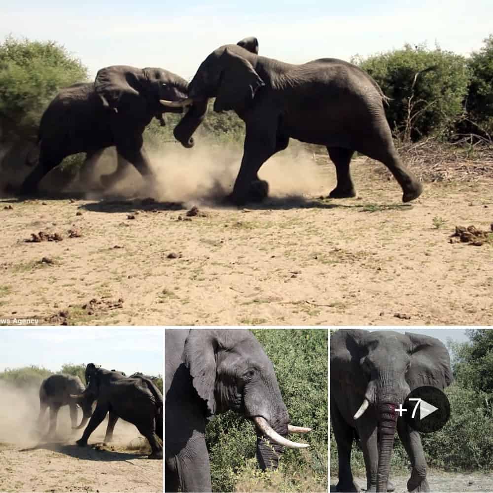 Epic Elephant Battle: Rivals Leave Each Other Bloodied in Fierce Struggle for Dominance
