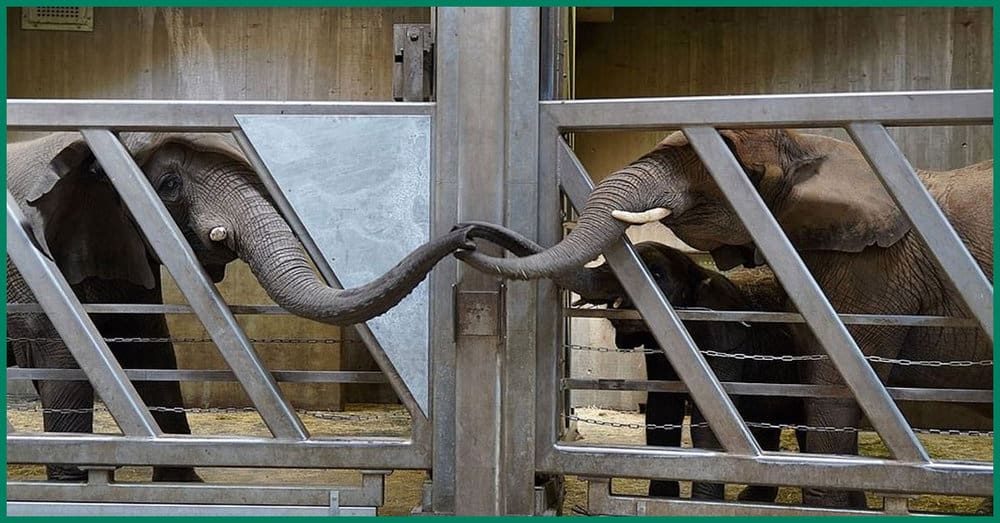 Heartwarming Elephant Reunion: Grandmother, Daughter, And ...
