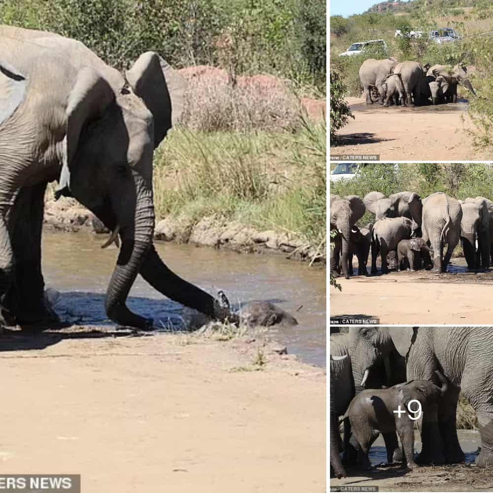 Heroic Elephant Mom Gathers Herd to Rescue Drowning Baby in South ...