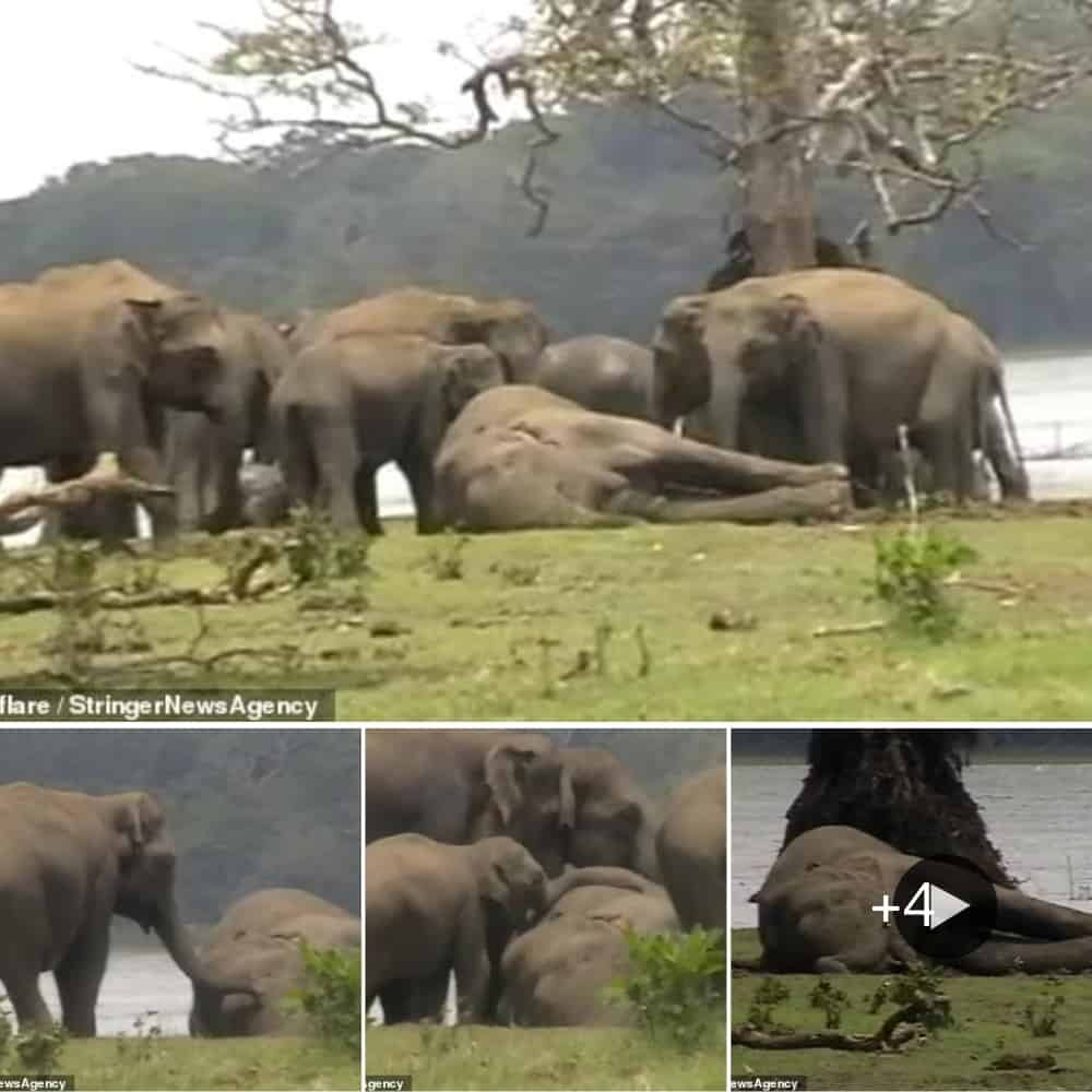 Touching Farewell: Hundreds of Elephants Gather to Honor Fallen Leader ...