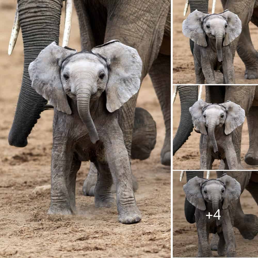 Captivating Photo: Baby Elephant Caught Flashing a Delightful Smile