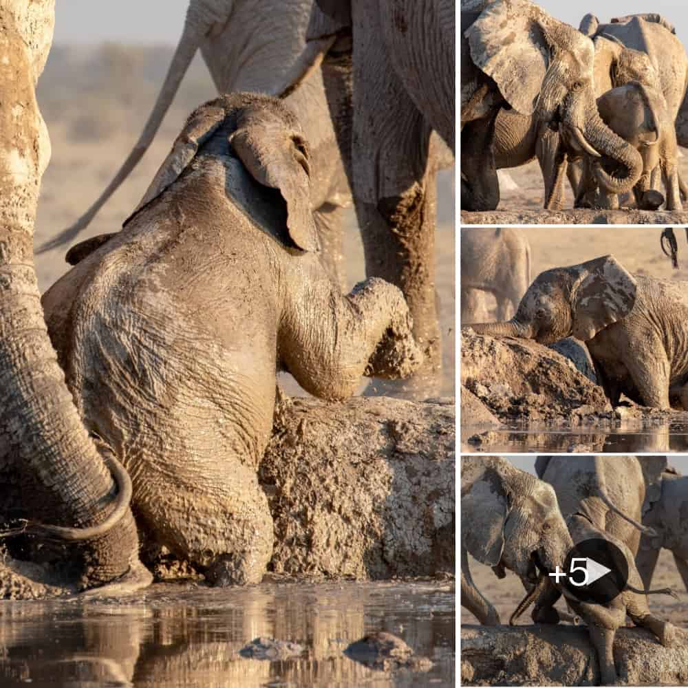 Watch How Elephants Unite to Rescue a Baby Stuck in the Mud