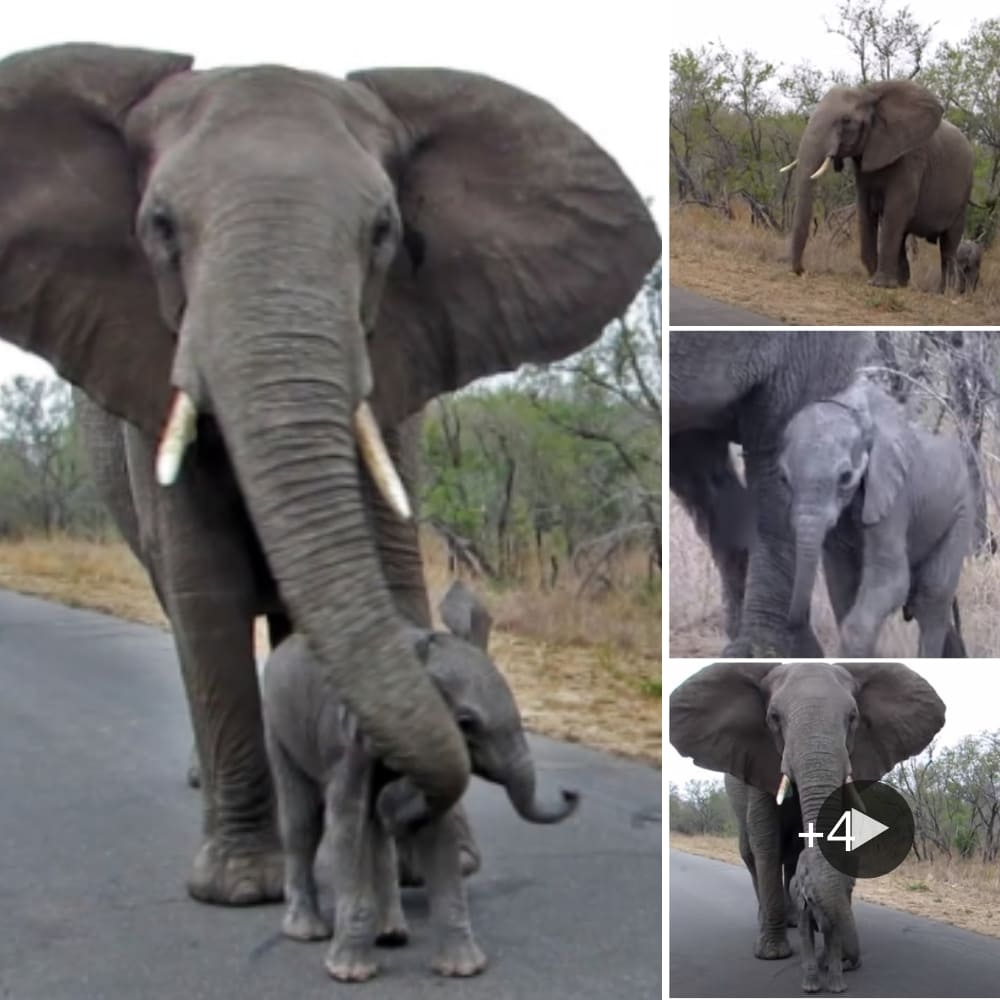 Watch How a Mother Elephant Protects Her Baby from Potential Danger