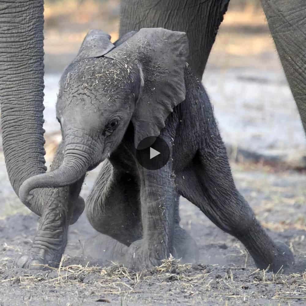 Watch This Newborn Baby Elephant's Adorable Struggle to Stand Up for ...