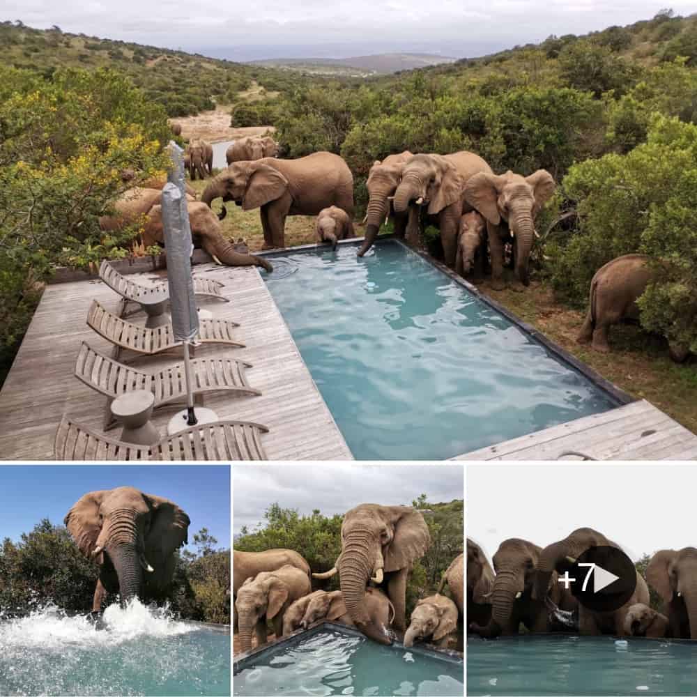 Watch as Elephants Frolic in a Pool at a South African Safari Lodge