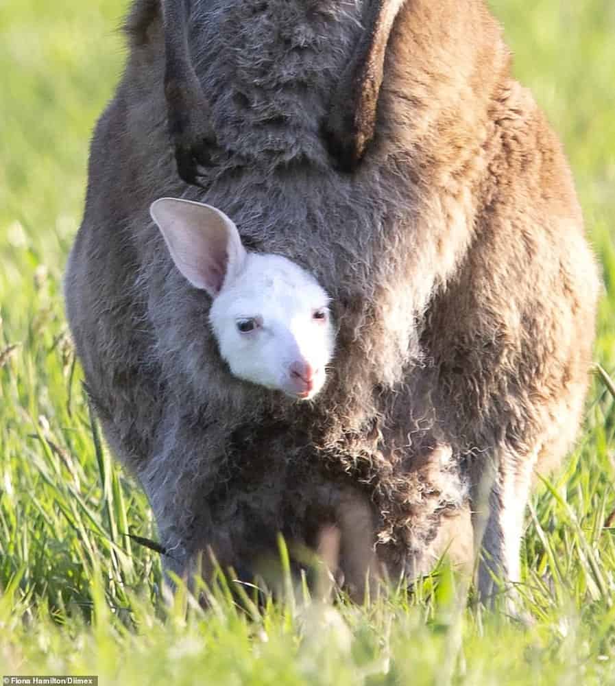 Rare Albino Eastern Grey Kangaroo Joyfully Born in Wildlife Sanctuary