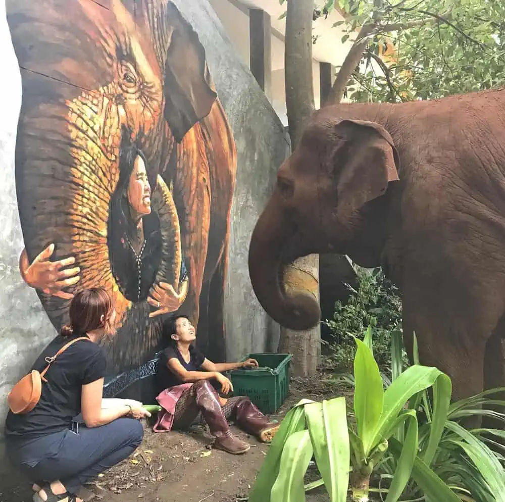 Watch This Adorable Elephant Find the Perfect Tree Trunk to Scratch a ...