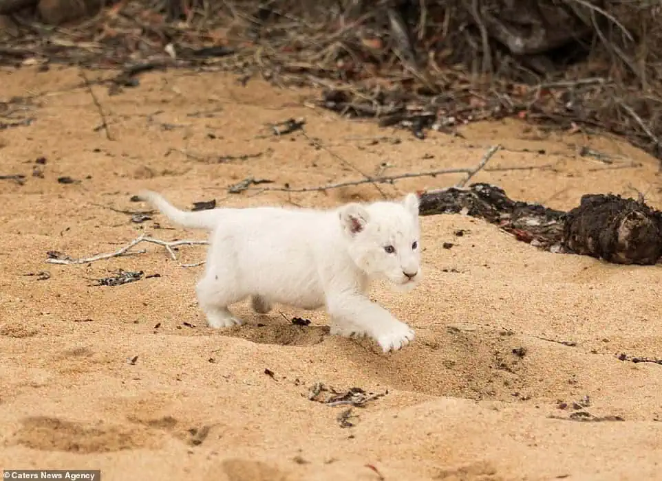 Adorable Rare White Lion Cub Spotted in Kruger National Park