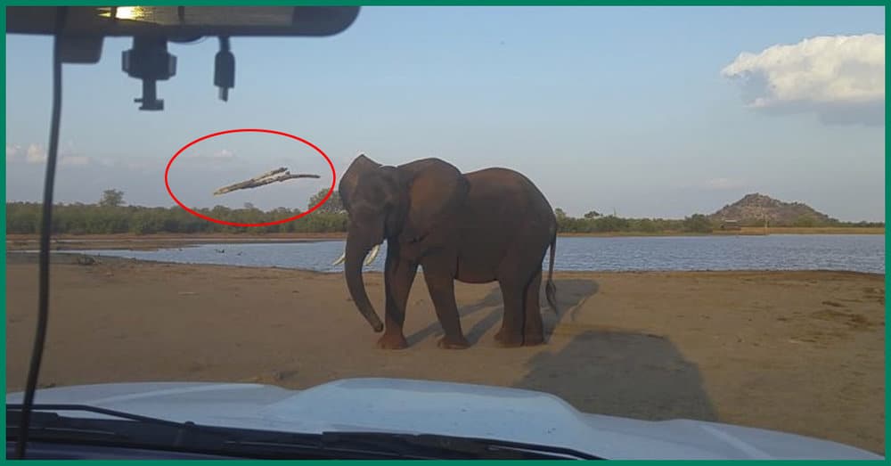 Elephants Assert Their Presence: A Stick-Throwing Encounter in Kruger ...