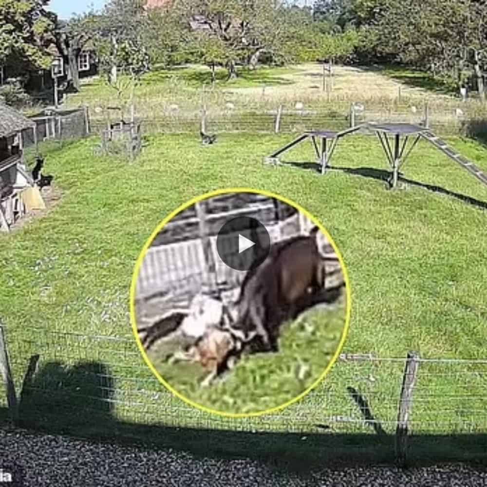 Heroic Goat and Rooster Save Chicken From Hawk Attack in Dramatic Video ...