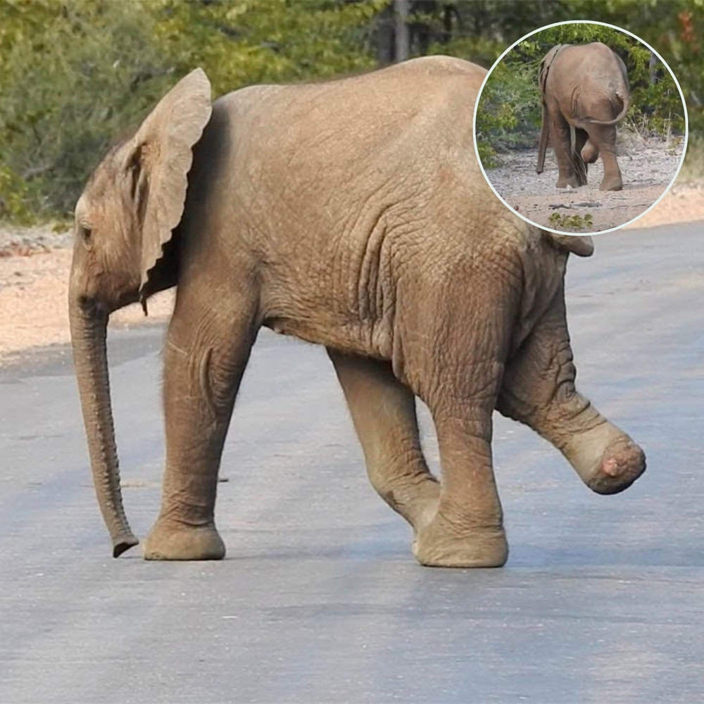 Injured Elephant's Determined Walk with Herd Captured in Kruger ...
