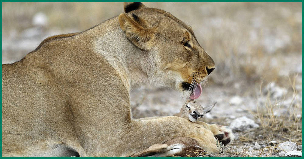 Lioness Adopts Baby Springbok In Heartwarming Display Of Compassion