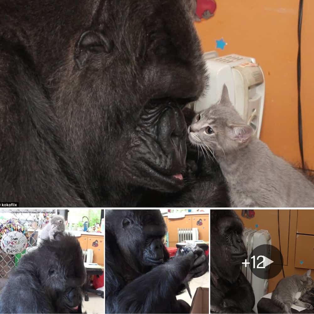 Gorillas Using Sign Language _ Gorilla Koko Sign Language – ZCGK