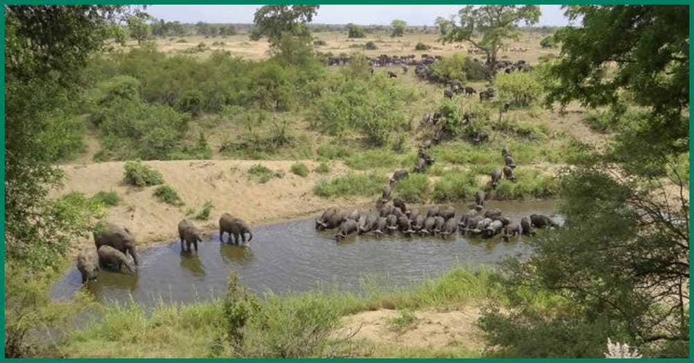 Unbelievable Scenes as Animals Gather at Waterhole in Pairs