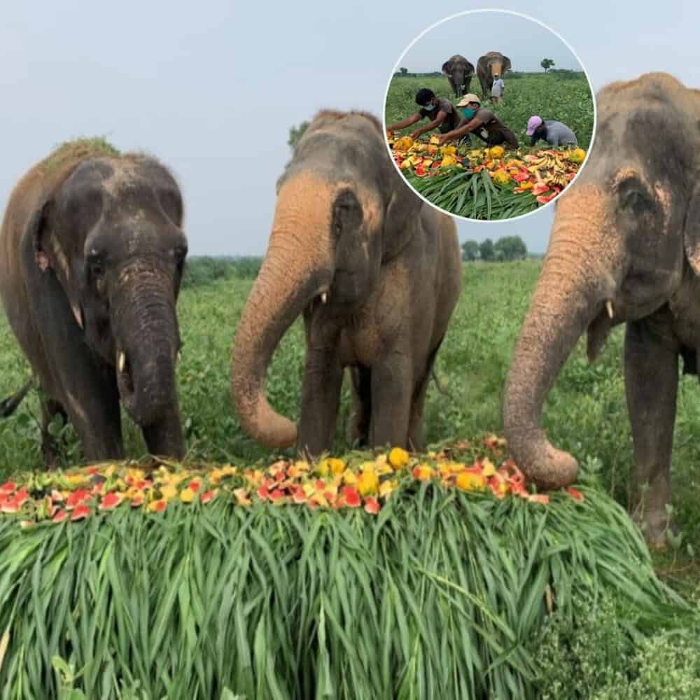 [Video] Rescued Elephants Enjoy Fruit Feast Ahead of World Elephant Day ...