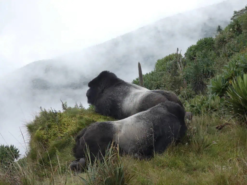 The Heartwarming Tale of Silverback Brothers Protecting Their Gorilla ...