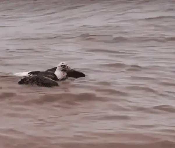 Adventurous Rescue: A Rafter Saves a Stranded Bald Eagle