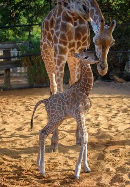 Welcome to the World: Perth Zoo Celebrates the Birth of a Baby Giraffe!