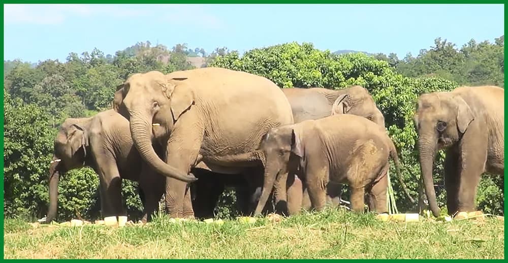 Breaking Free: 54 Elephants Liberated From Chains, Embracing A New ...
