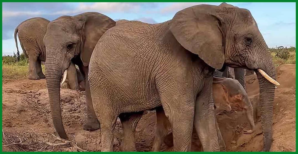 Adorable Albino Elephant Makes Friends And Plays In The Sand With Her ...