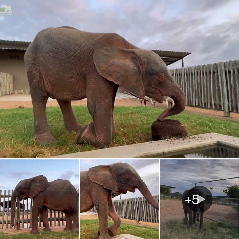 Baby Elephant Delights in Morning Milk Before Joining Her Herd