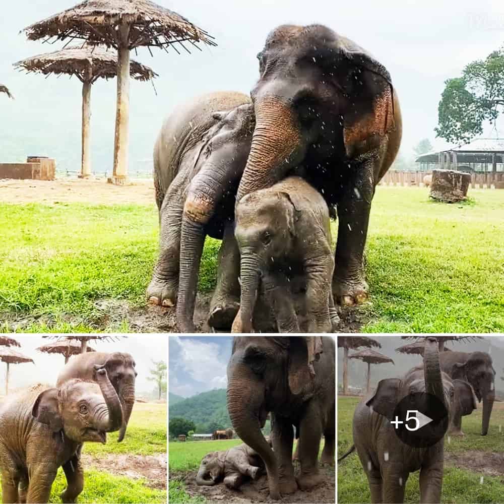 Delightful Baby Elephant's Playful Rain Dance Captivates Hearts