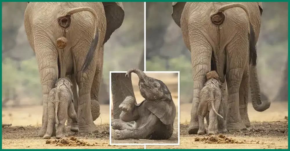 Elephant Wisdom: Mother's Dung Drop on Calf Boosts Immunity