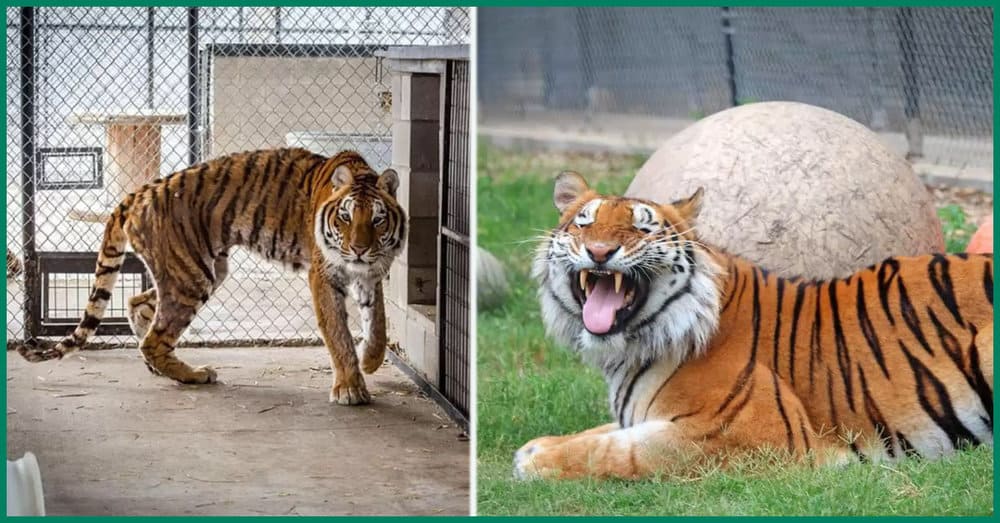 From Emaciated To Exuberant: The Unbelievable Transformation Of A ...