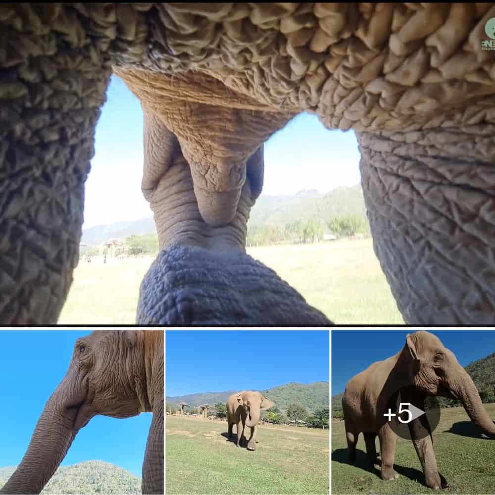 Heartwarming Encounter: Elephants Gather to Meet Visitors Beneath Their Ellie Friend