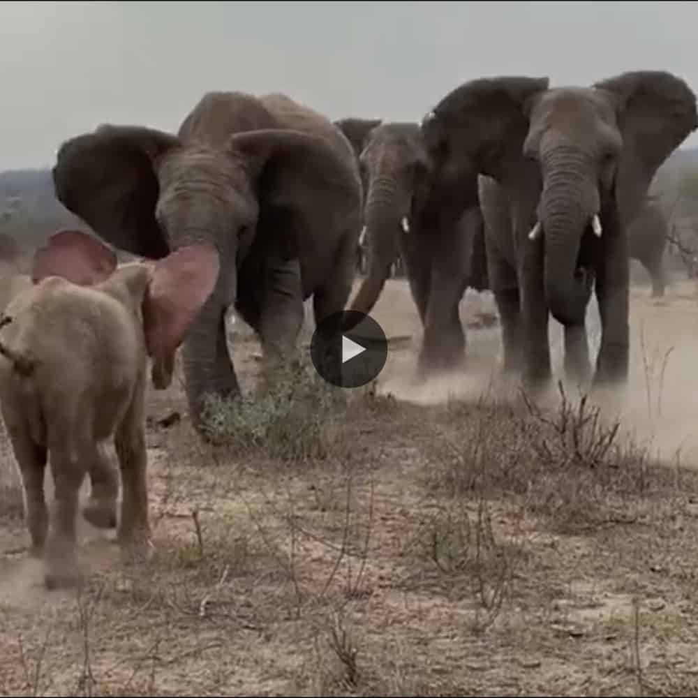 Heartwarming Reunion: Albino Baby Elephant Reunites with Herd after Rescue