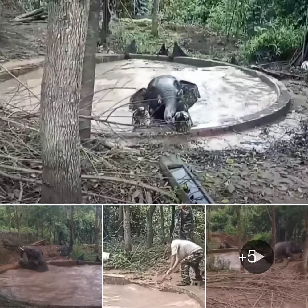 Ingenious Rescue Operation Frees Trapped Elephant in China